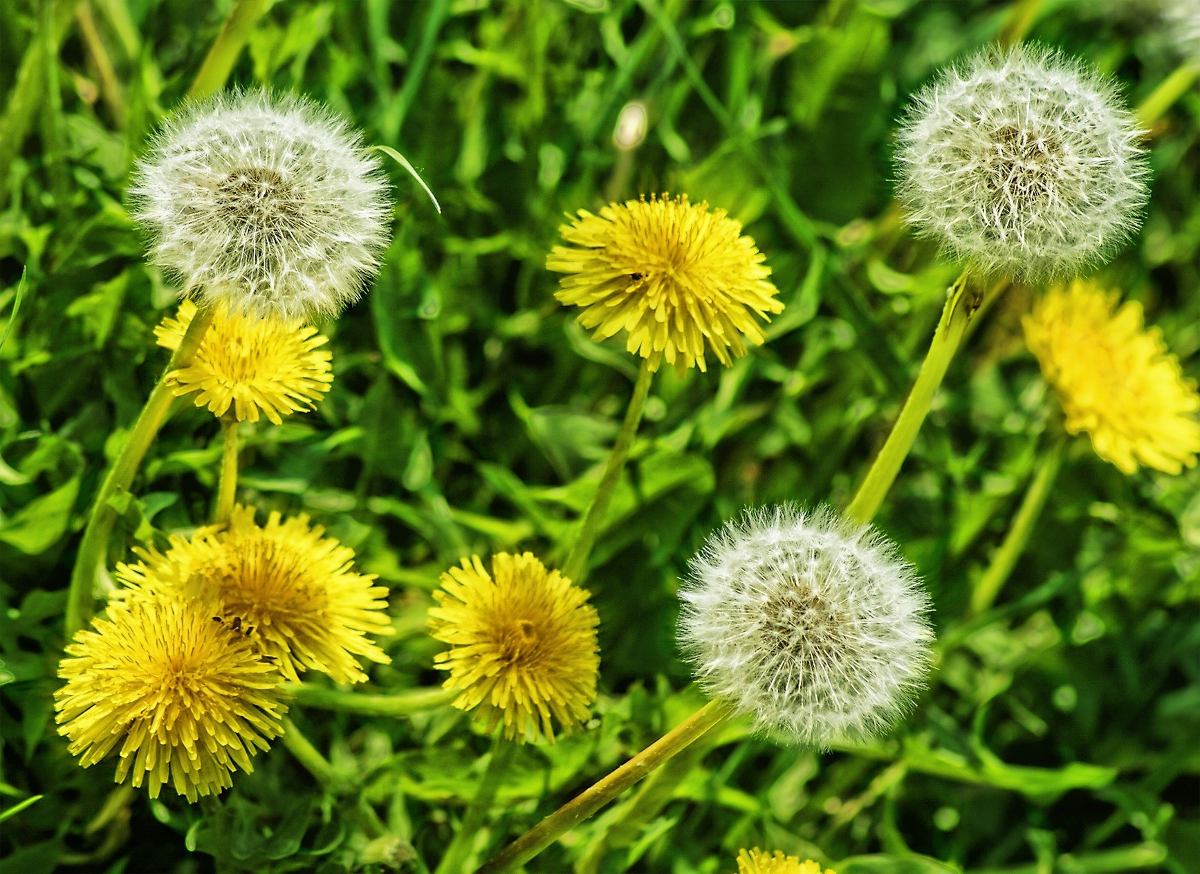 Taraxacum officinale - Medicinal e Muito Ornamental - Blog Arco do Verde