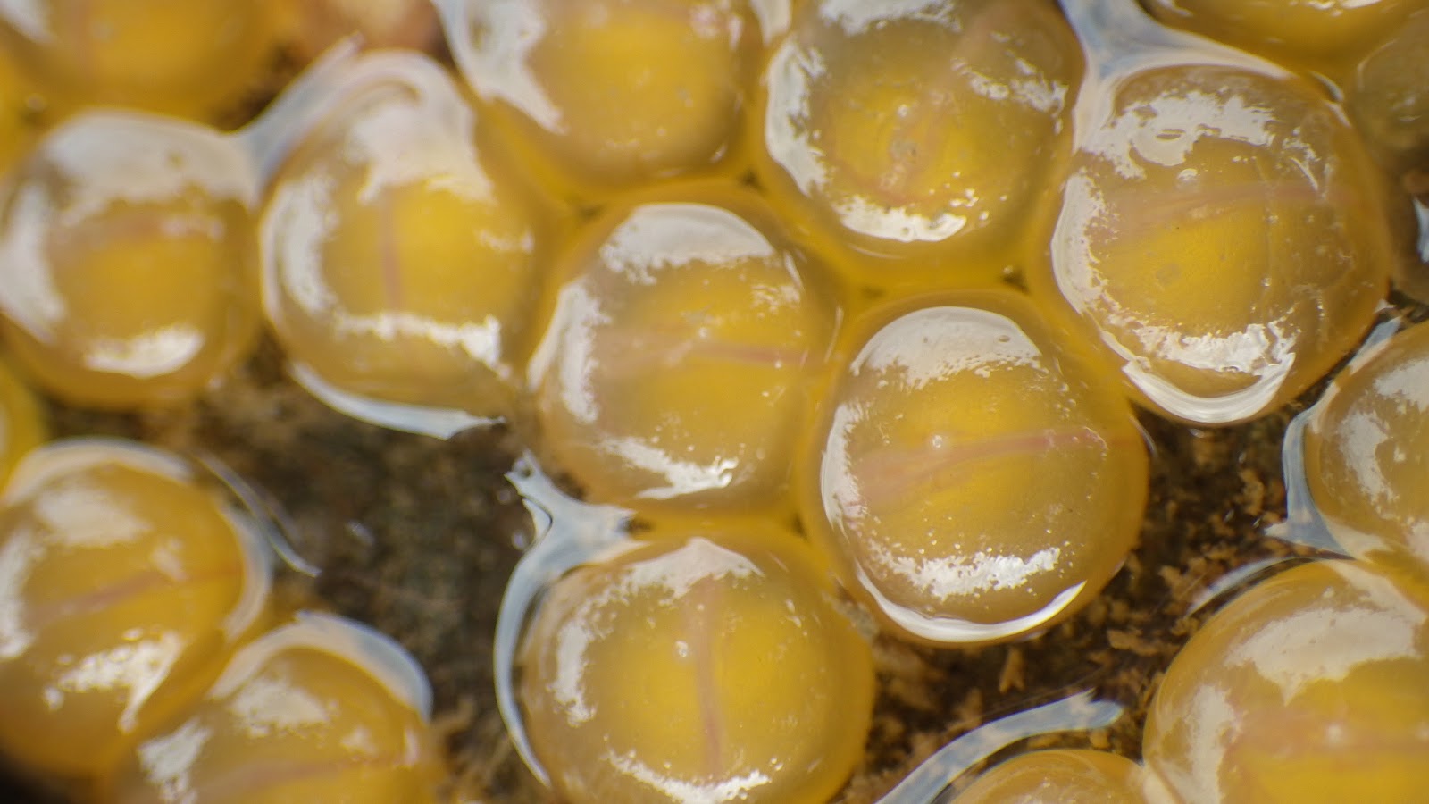 Buzz's Marine Life of Puget Sound: Eggs of the Intertidal
