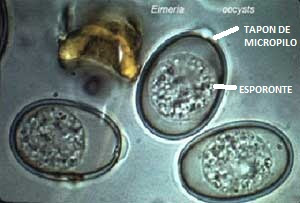 Parasitologia Veterinaria: Eimeria spp.