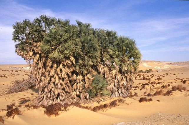 Eaton Rapids Joe: Hyphaene thebaica, an interesting tree for xeriscapes