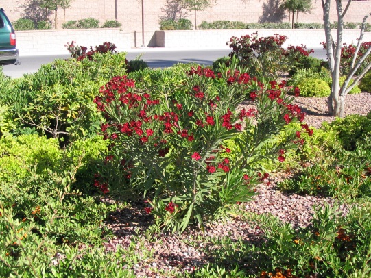 Xtremehorticulture of the Desert: Oleander Does Not Need Iron ...