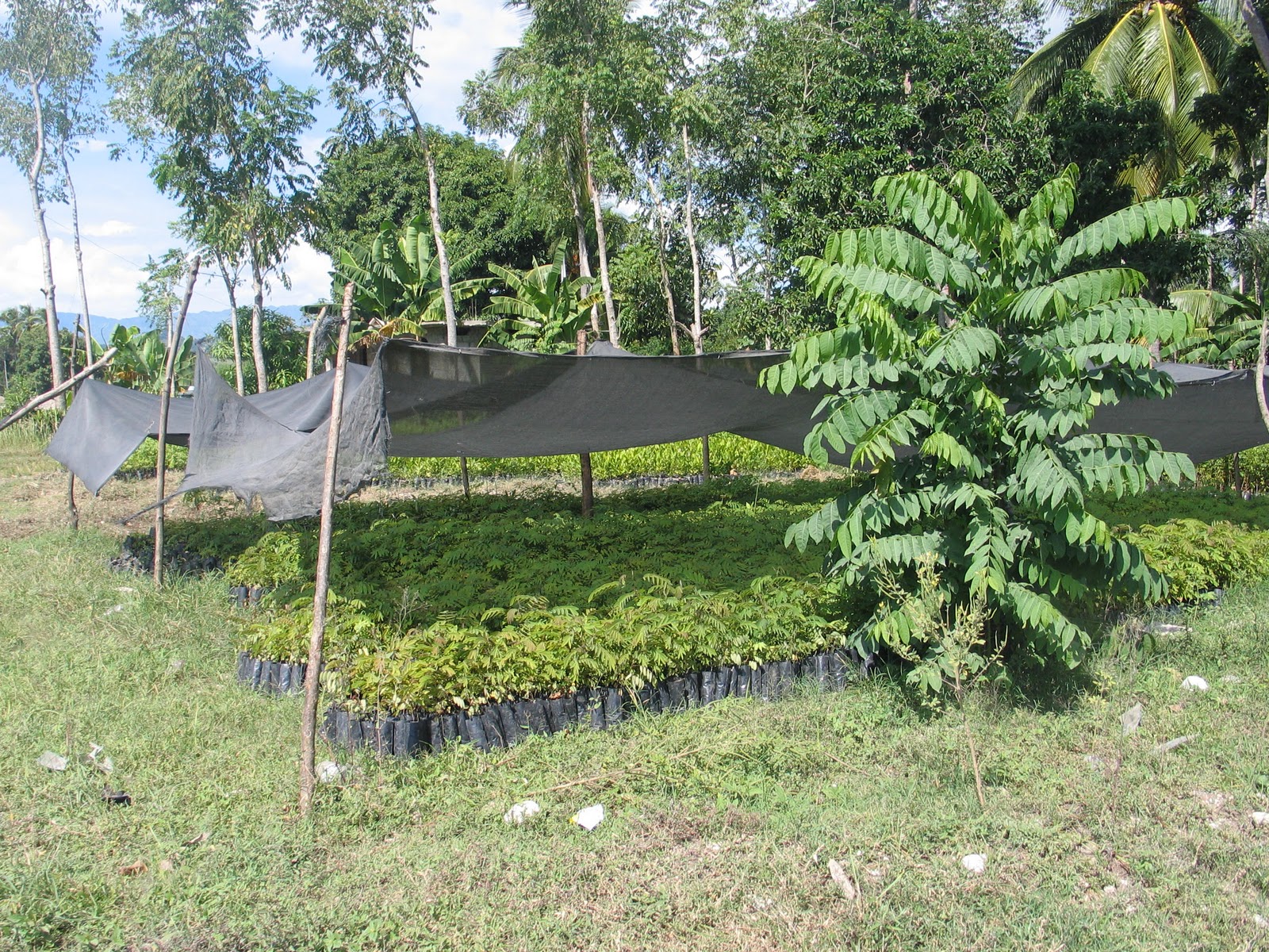 Vivre en Haïti au quotidien: Promenade vers Camp Perrin, Haiti