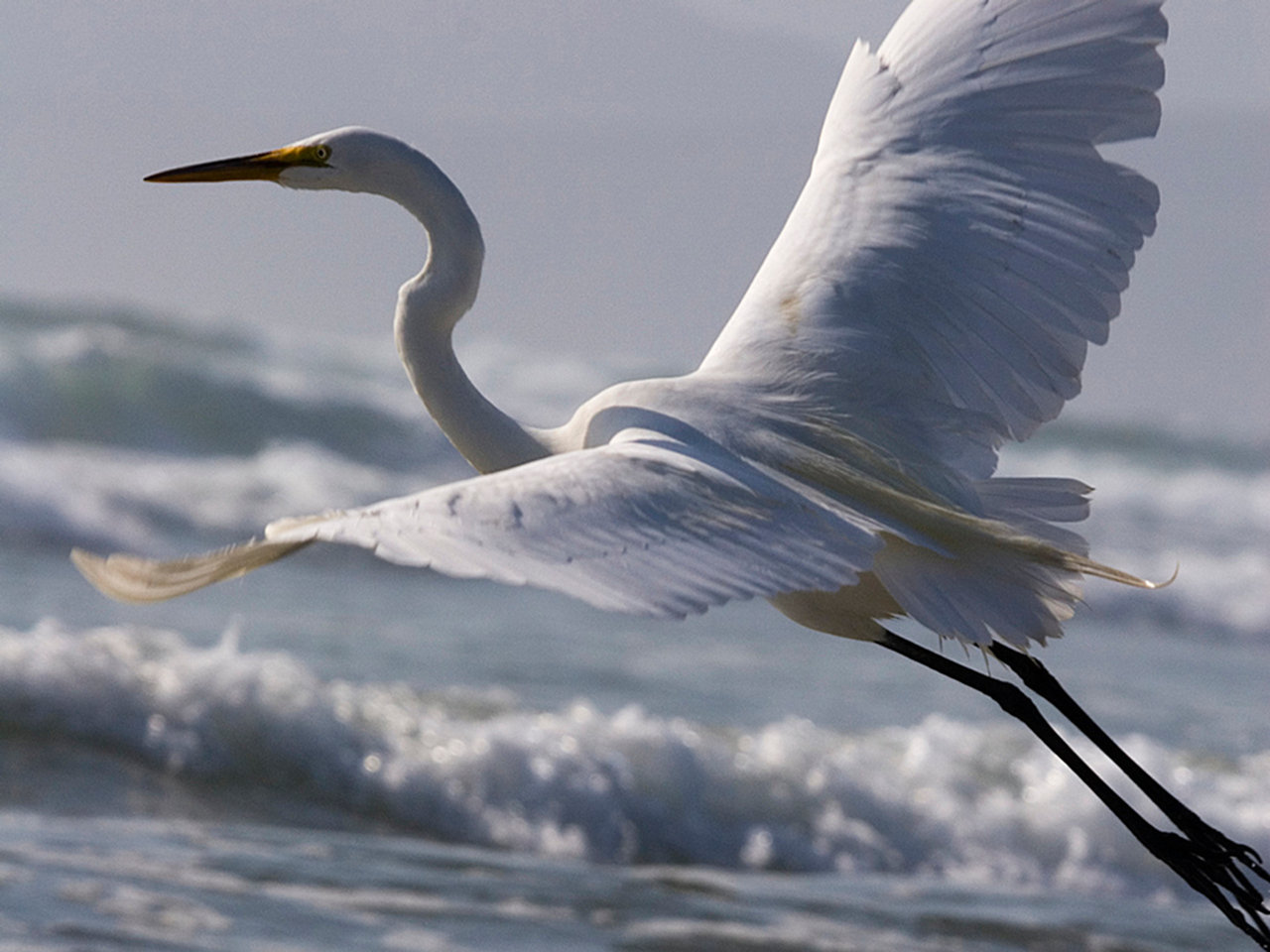 Imágenes de Pájaros: Garzas
