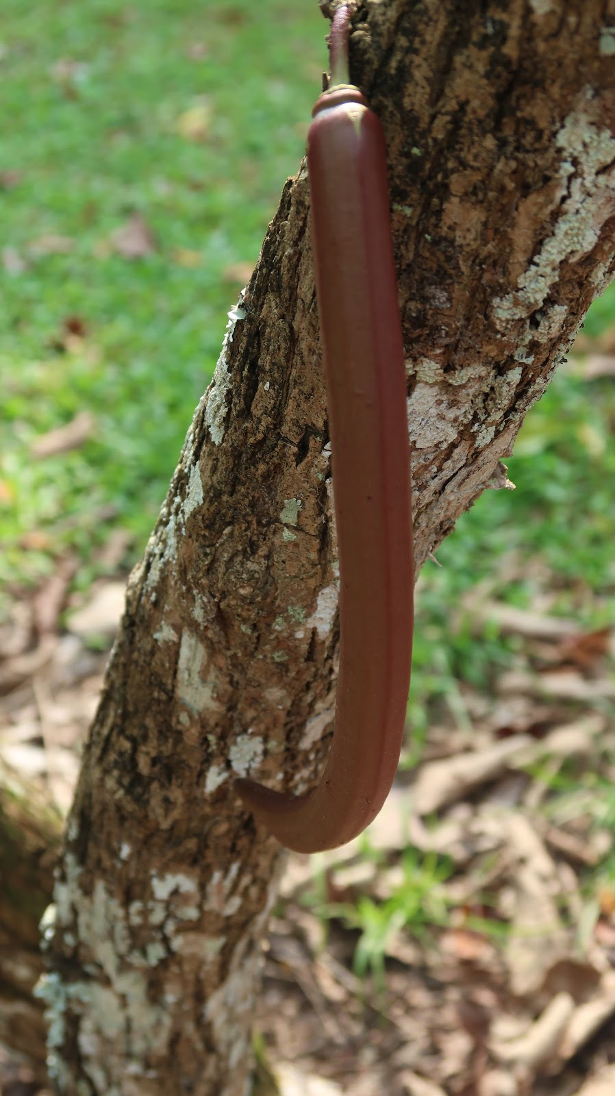 Trees and Plants: Candle Tree