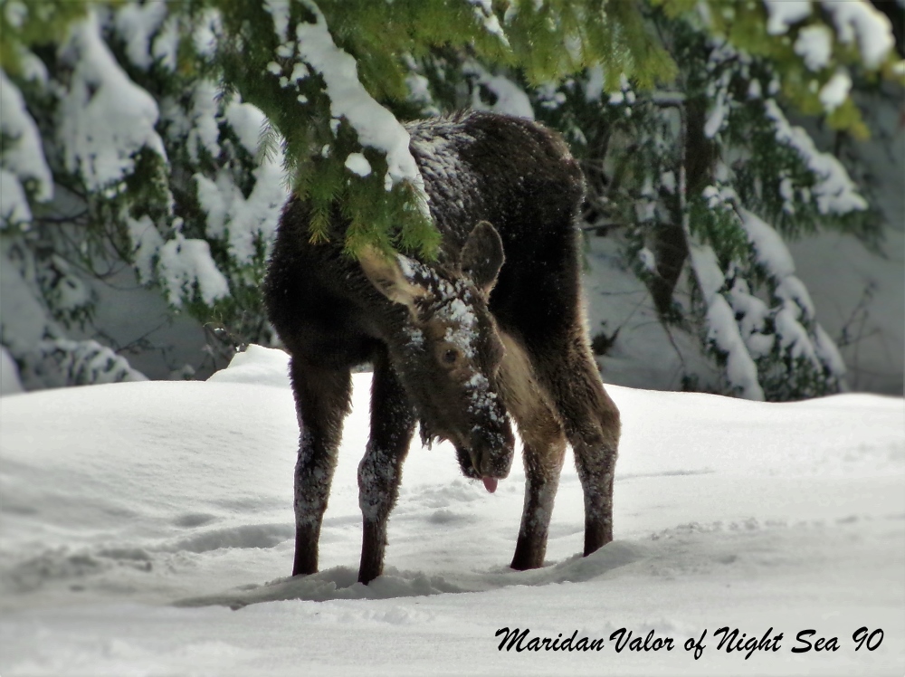 Night Sea: Baby moose on the loose