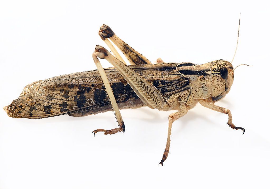 La Côte d'Azur: LES CRIQUETS