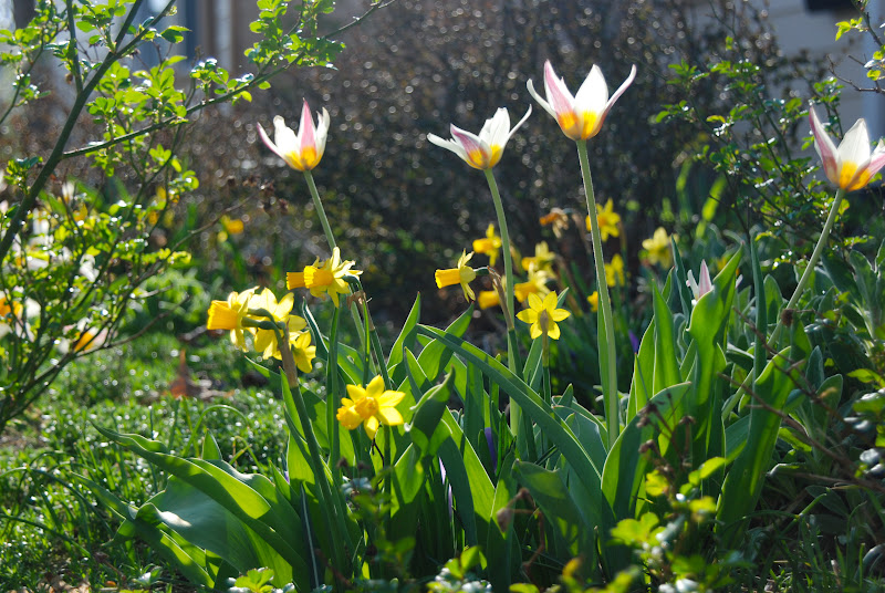 Wife, Mother, Gardener: Tulip 'Ice Stick' in the Hill Garden