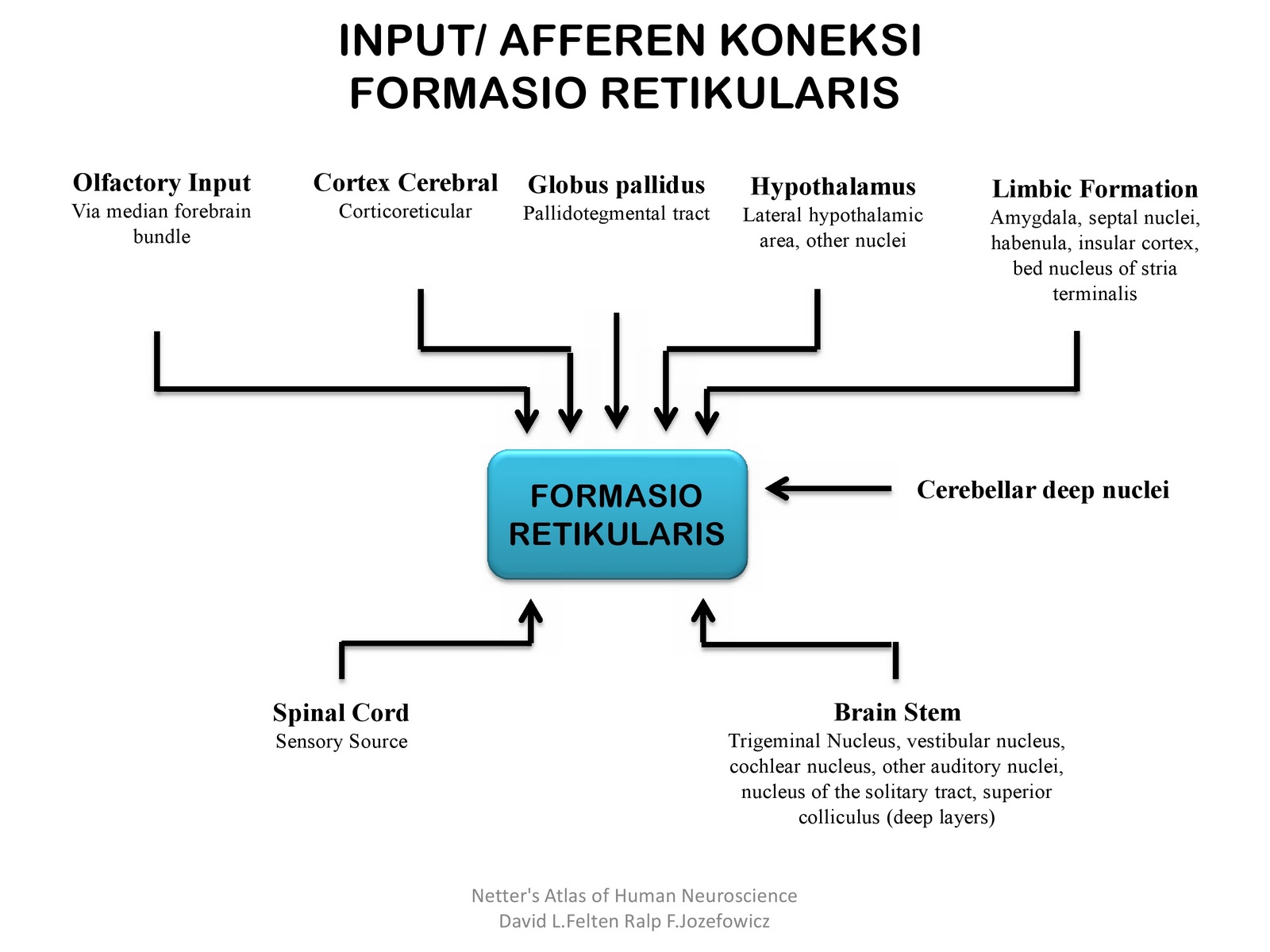 Ruang Periksa Dokter: Reticular Activating System (RAS)