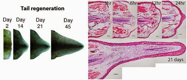 Bioinformatics Institute of India: How lizards regenerate their tails ...