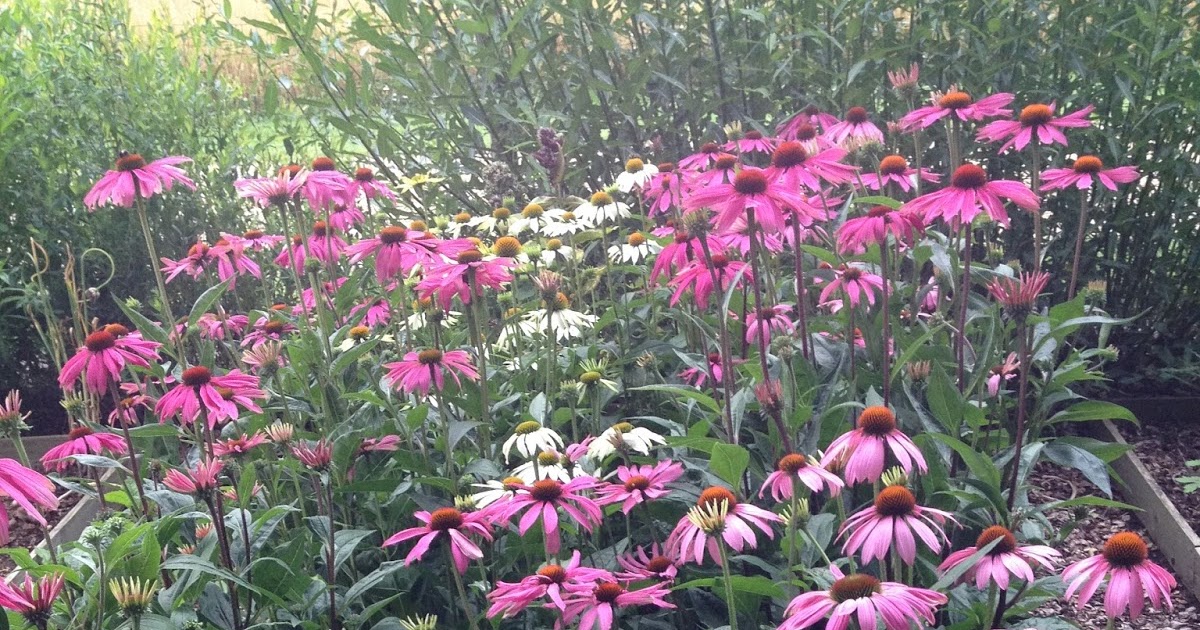 Blomstertøsens Have: Solhatte