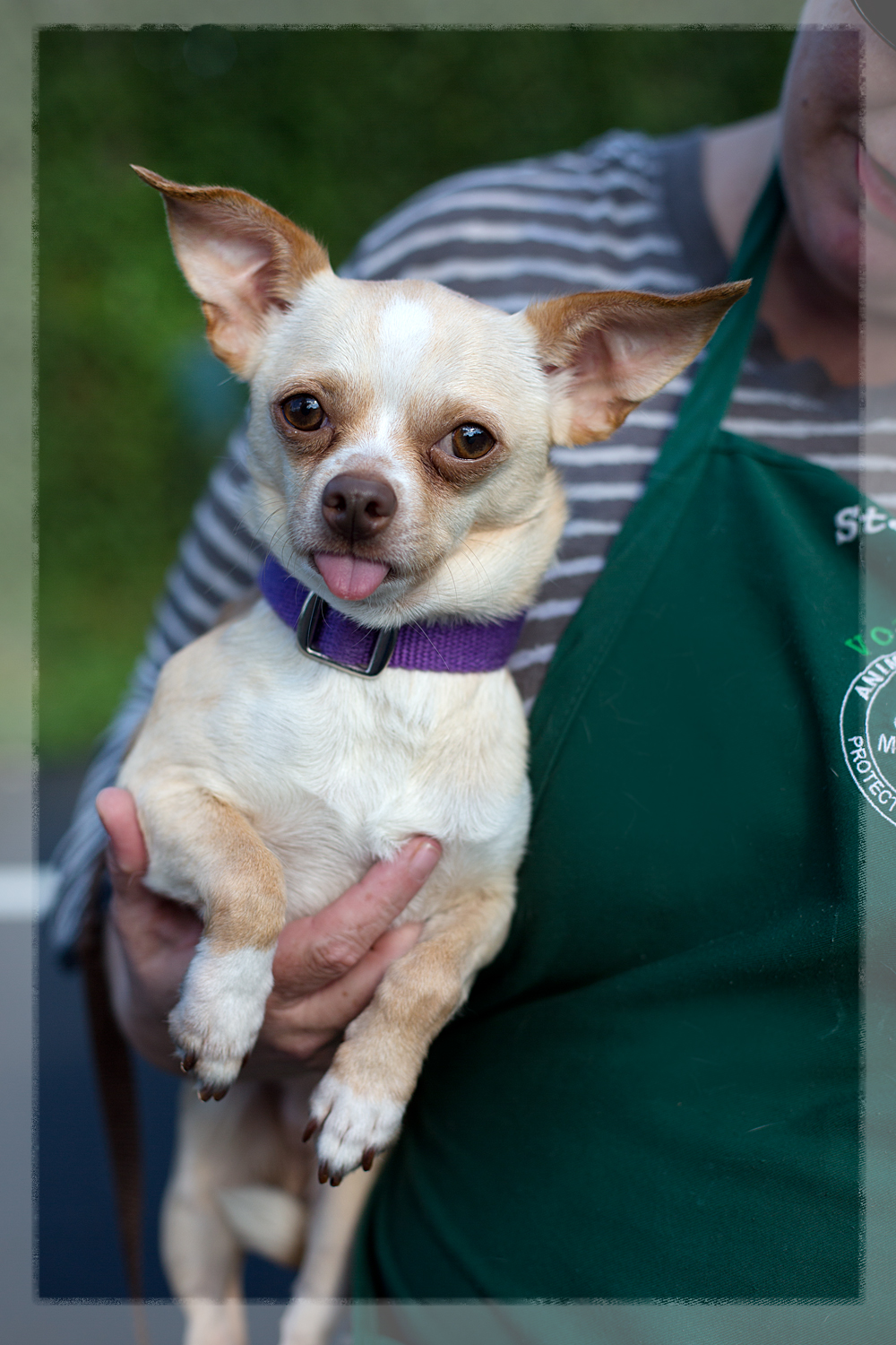Shelter Dogs of Portland: "MUGGLE" shy lovable Chihuahua