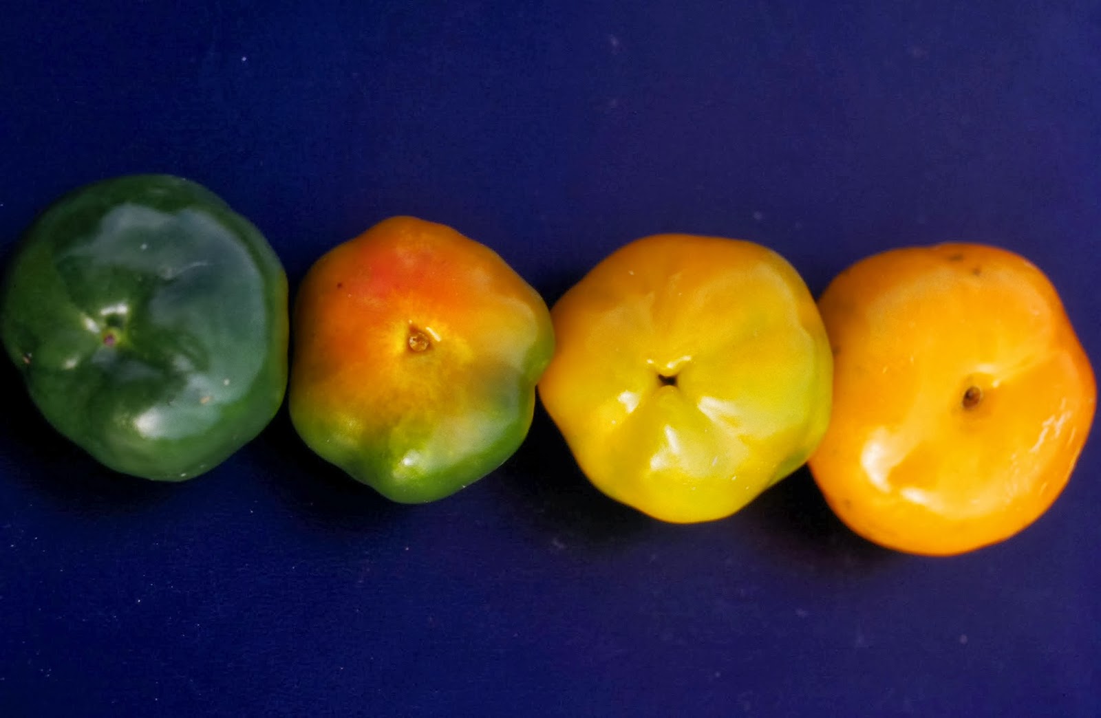 VIVA LA HORTICULTURA: LOS COLORES DEL PIMIENTO