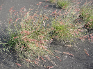 DWAN雲之端: 紅毛草--屬於禾本科，紅茅草屬；學名：Rhynchelytrum repens 〈Willd. 〉 C. E. Hubb ...