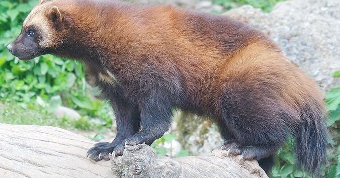 Exotic Animals Register: Guide To The Main Four UK New UK Predator Species