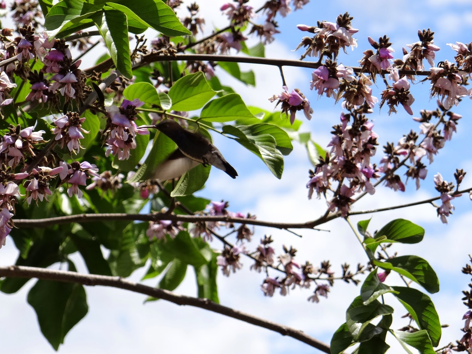 Blog do Ademir Carosia: Timbó