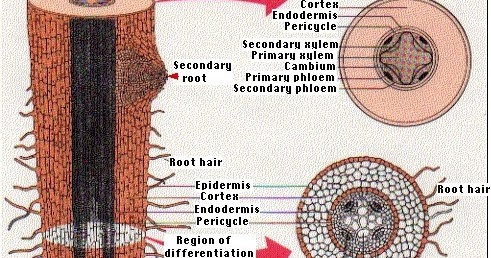 PENGERTIAN DEFINISI ISTILAH ARTI KATA: STRUKTUR MORFOLOGI DAN ANATOMI ...