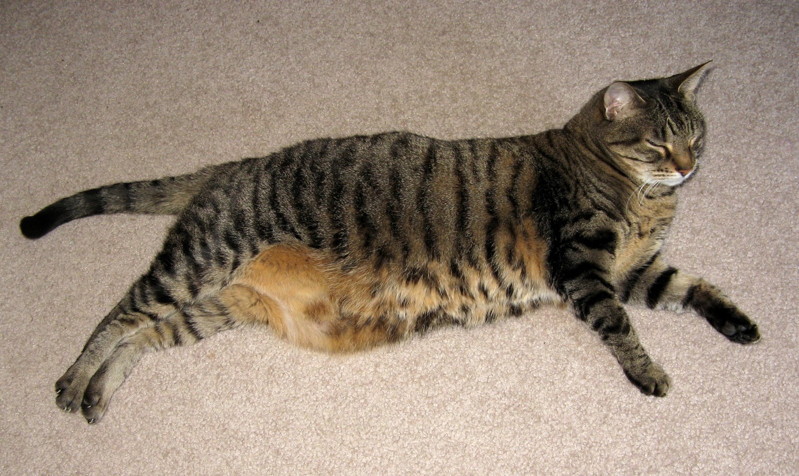 Of Cats and Cardstock: Tabby Tummy Tuesday!