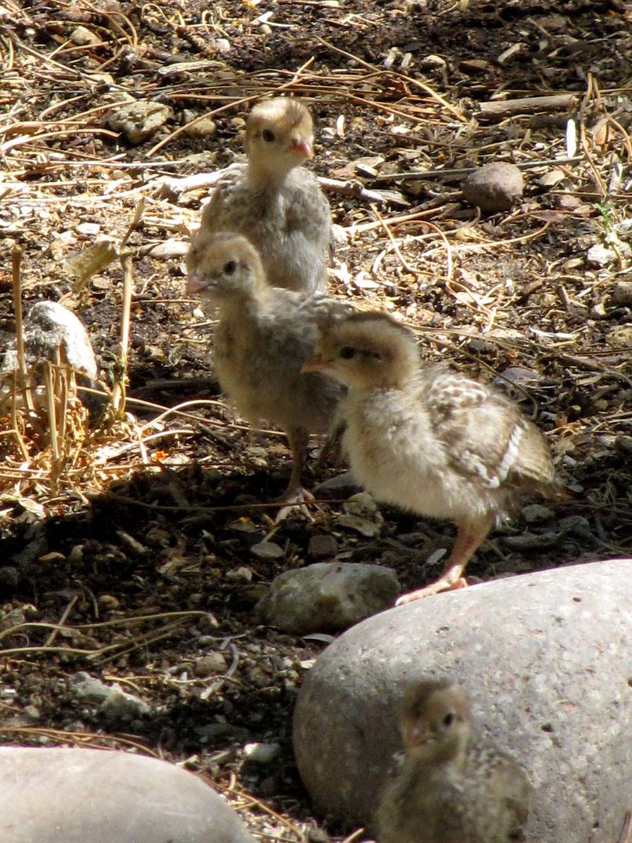 Desert Colors: Quail Family
