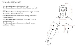 Acupuncture Masters: What is a Cun Measurement?