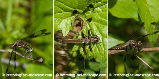 Restoring The Landscape With Native Plants: Insect Diversity ...
