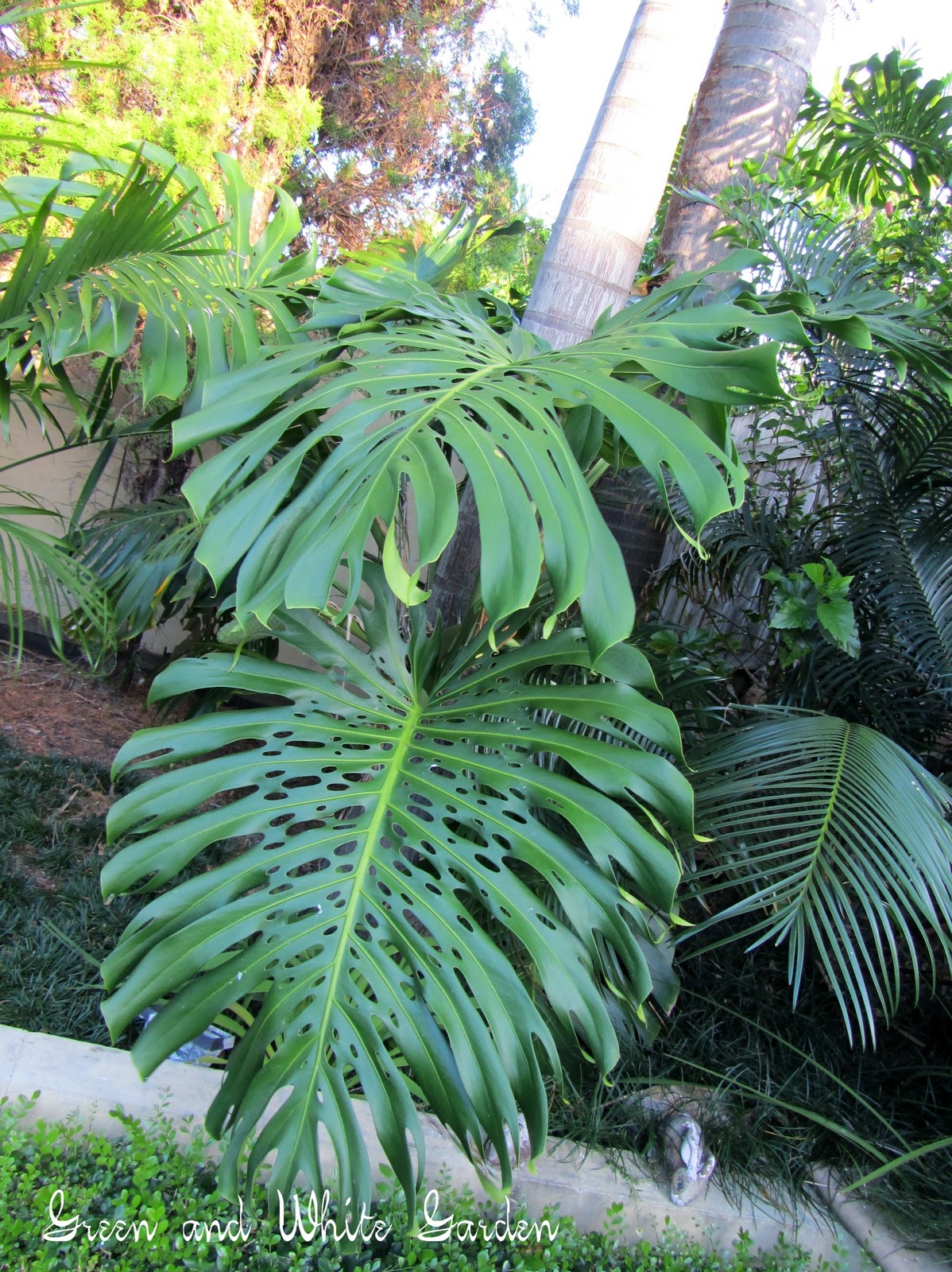 green and white garden: Delicious monster!