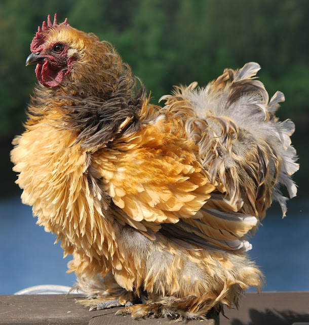 Dala-Floda anslagstavla