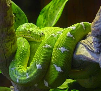 BIBOCA AMBIENTAL : COBRAS - COLORIDAS E BELAS