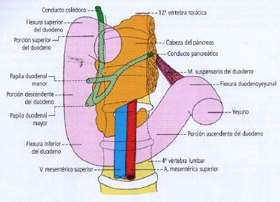 Unidad V - Abdomen, Órganos intraperitoneales "Estómago, Intestino ...