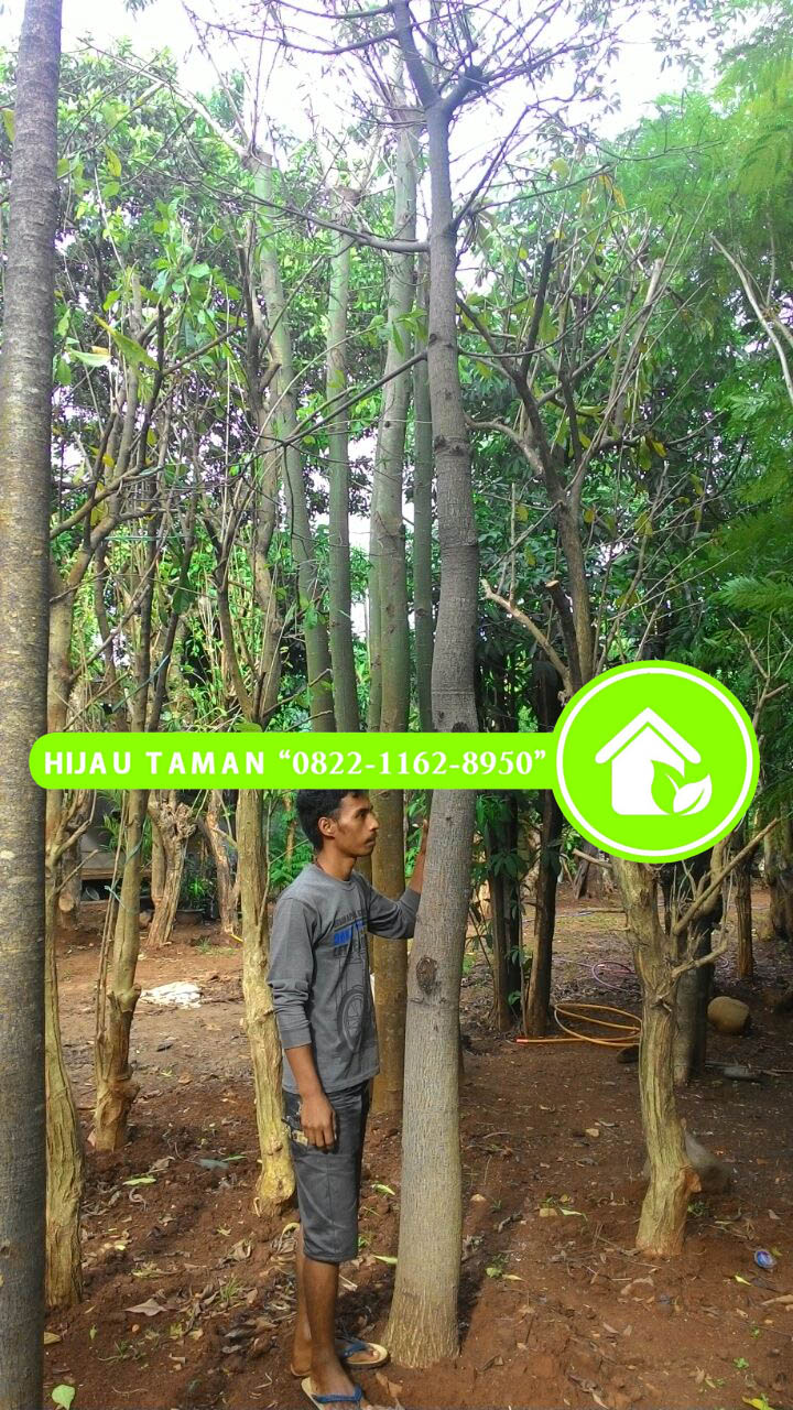 JUAL POHON BOTTLE TREE | TANAMAN MAHAL | POHON MAHAL | TANAMAN MEWAH ...