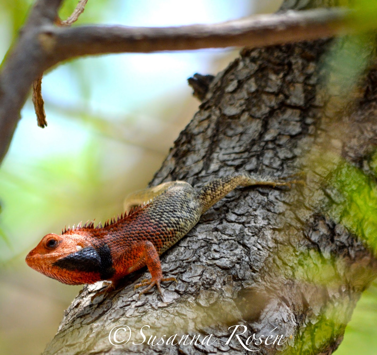 The House of Susanna / my life in India : a bloodsucker lizard