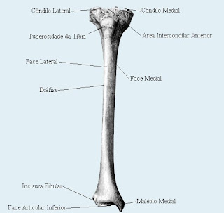 Nuestro esqueleto: Miembro Inferior: La Tibia