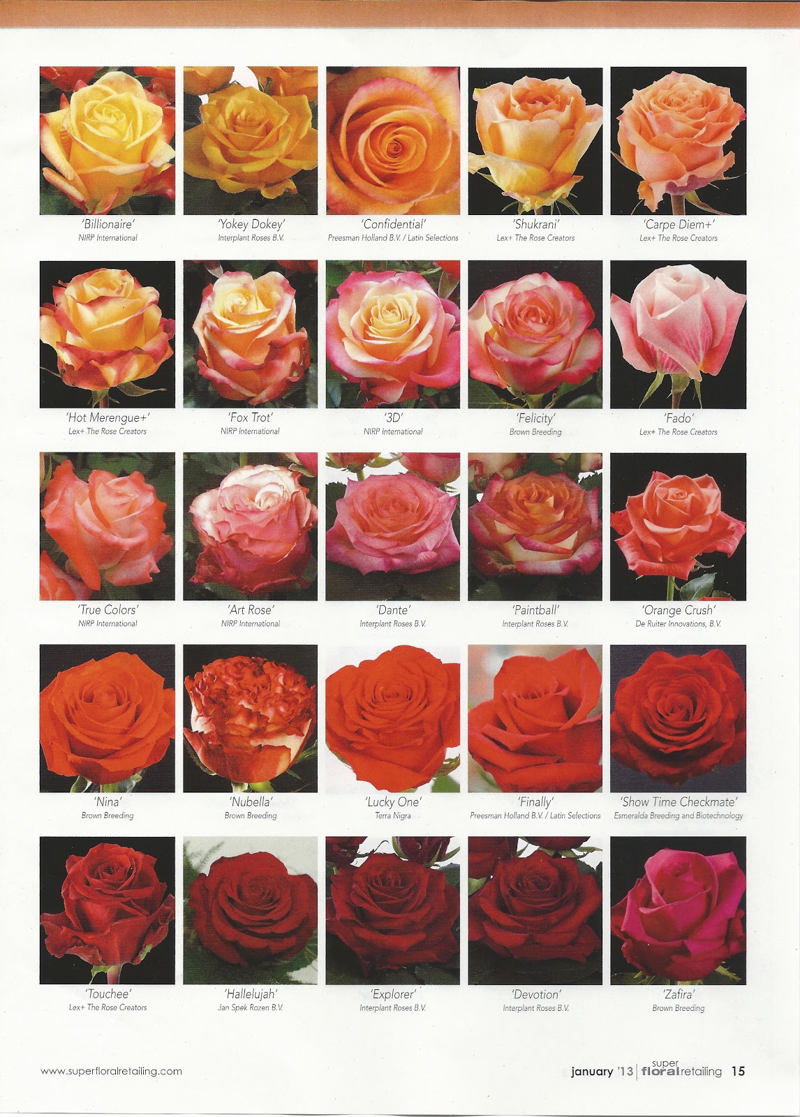 Flower Classroom 2013 New Rose Varieties Published In Super Floral flower-classroom-2013-new-rose-varieties-published-in-super-floral