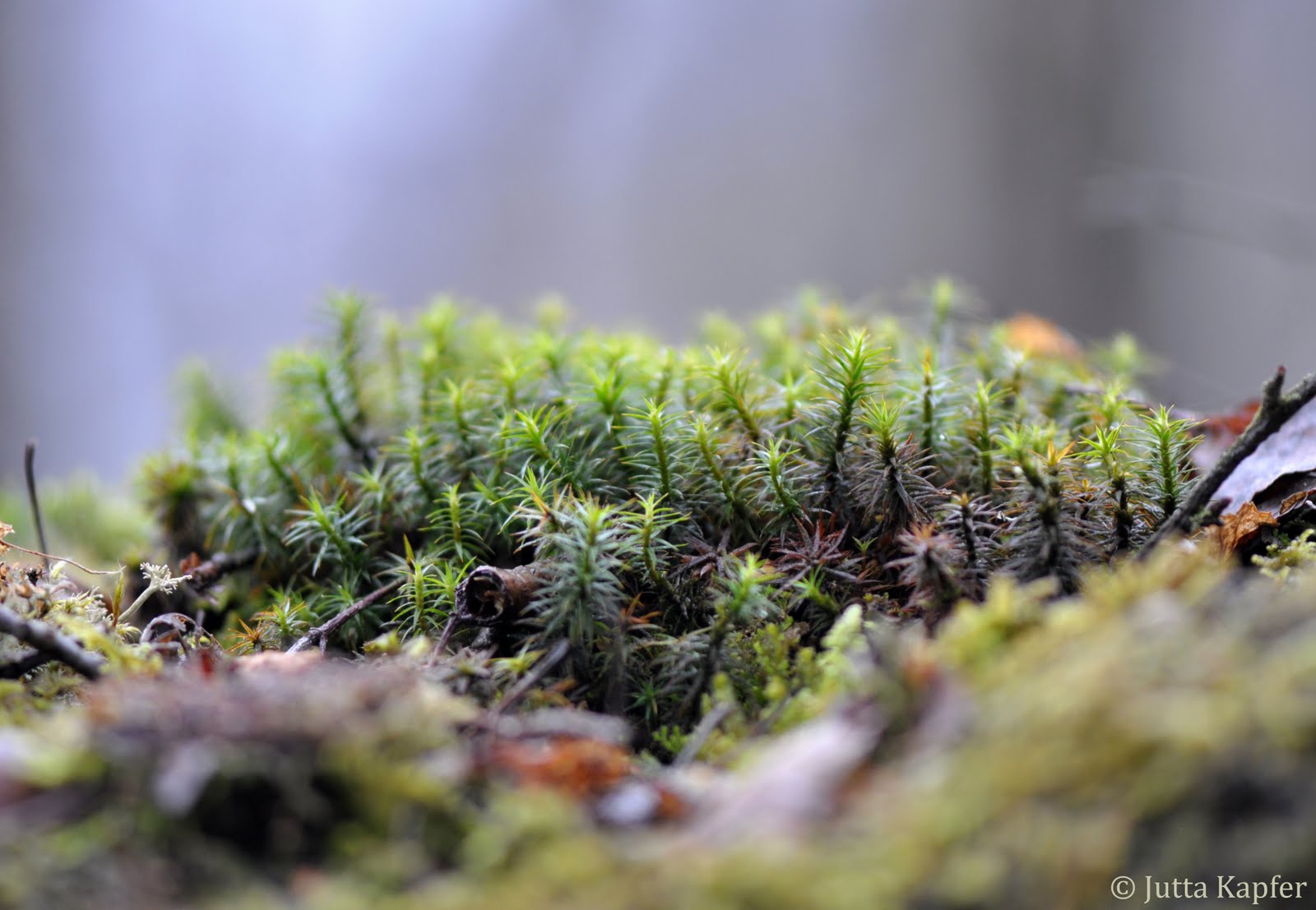 Bryophytes of Central and Northern Europe: Polytrichum formosum