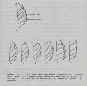 LEAF EDGE - world_Science Anda
