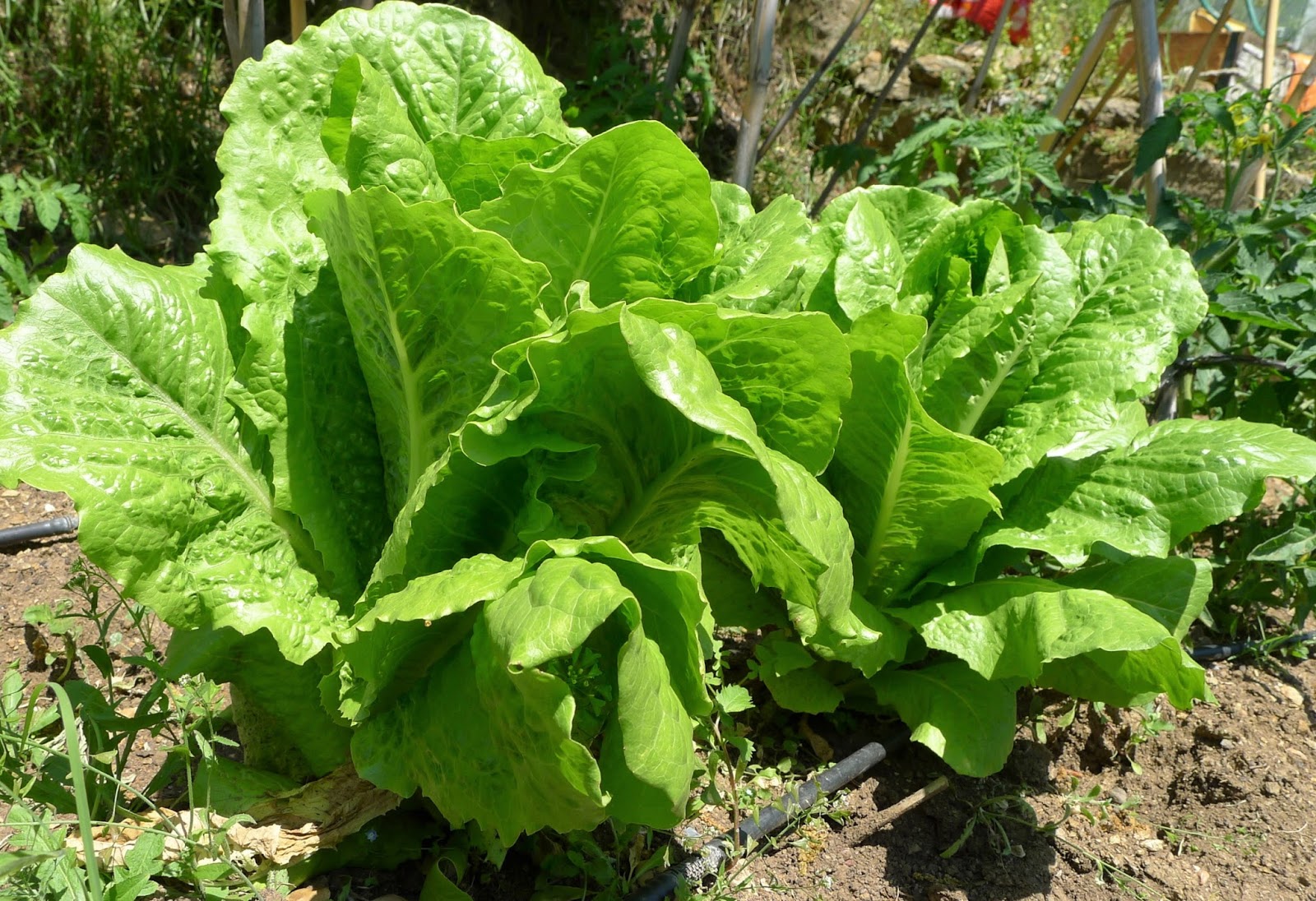 MY KITCHEN IN SPAIN: FRESH FROM THE GARDEN