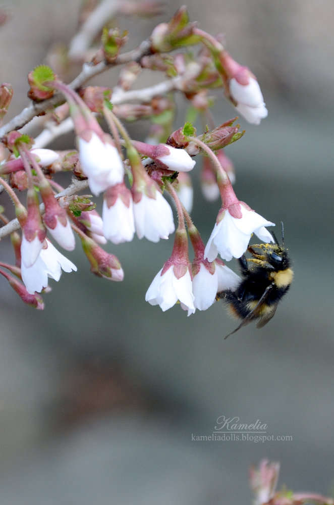 Kamelia: Limonka | Lime