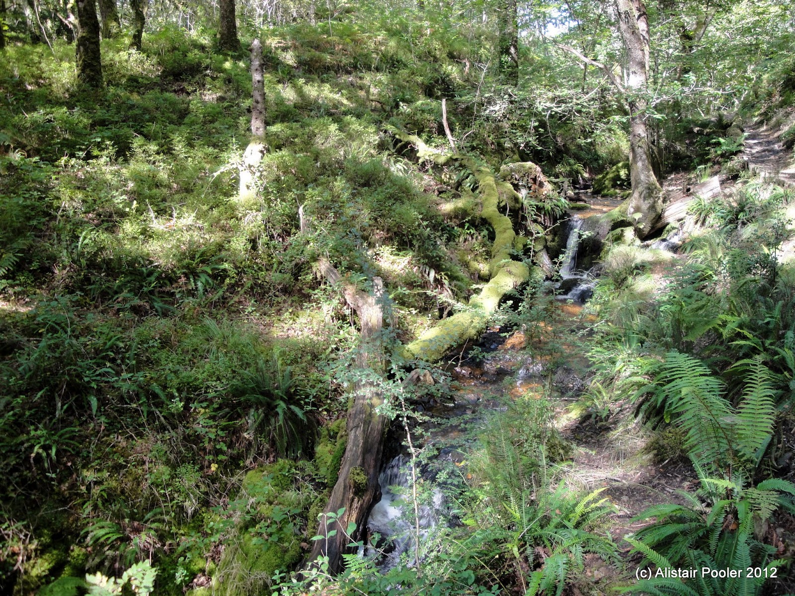 Alistair's Walks: Llyn Mair and a Welsh Rainforest