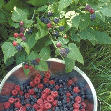 Learn How to Grow Raspberries - Pinterest Gardening
