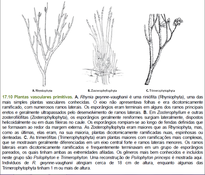 PTHERIDÓFITAS: Filo Rhyniophyta