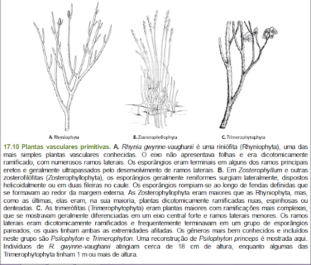PTHERIDÓFITAS: Filo Monilophyta