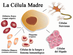 La célula madre