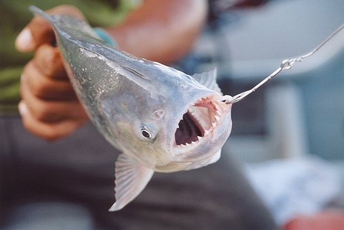 ANGLINGFRONTIERS.COM: FISH SPECIES OF THE BOLIVIAN AMAZON
