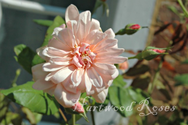 Hartwood Roses: June is for Roses