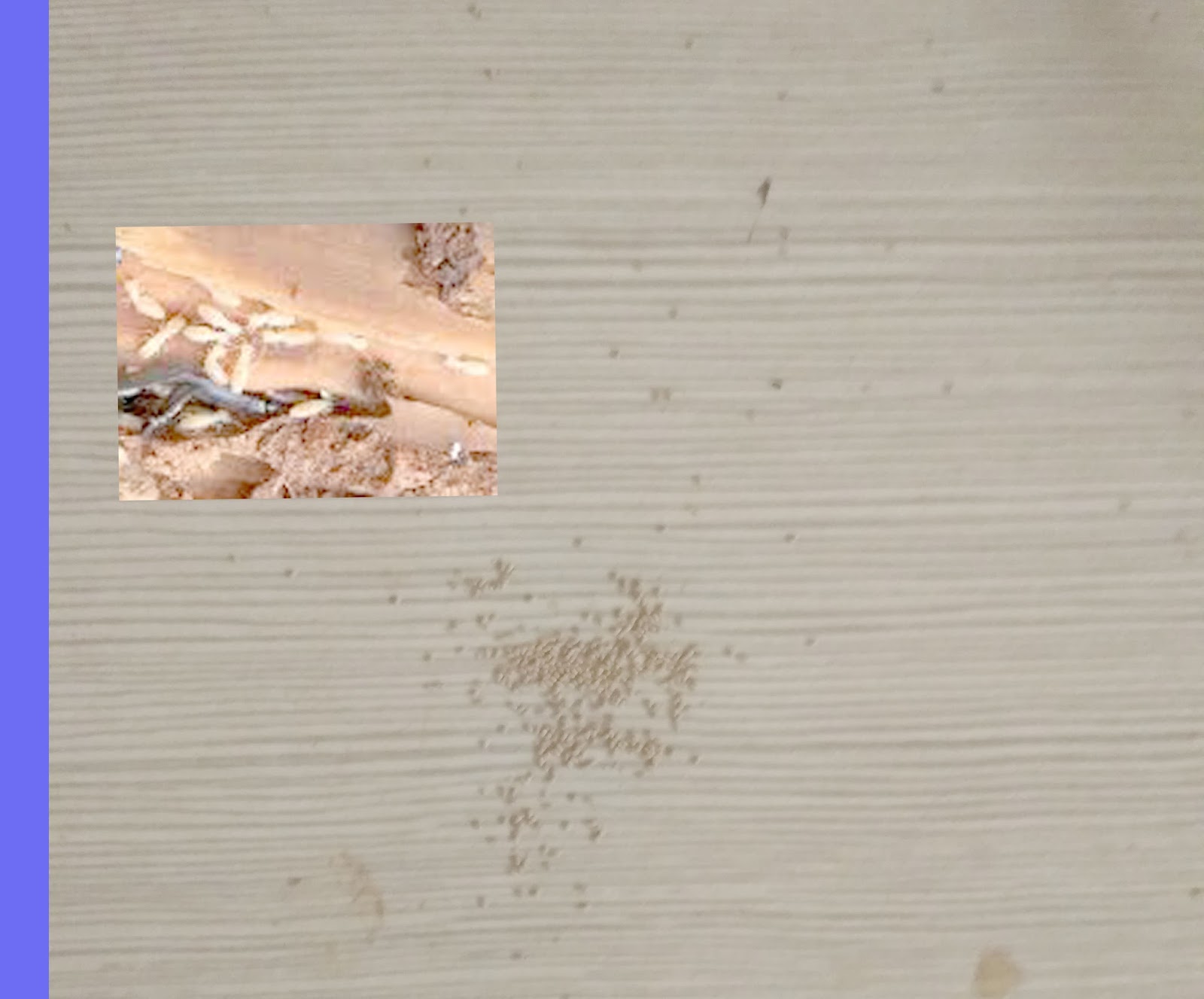 Identifikasi Rayap dan Cara Penanganannya ~ Kertas Baru