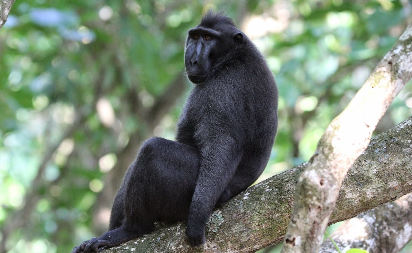 Worldbirder: Sulawesi Crested Macaque: Photo essay