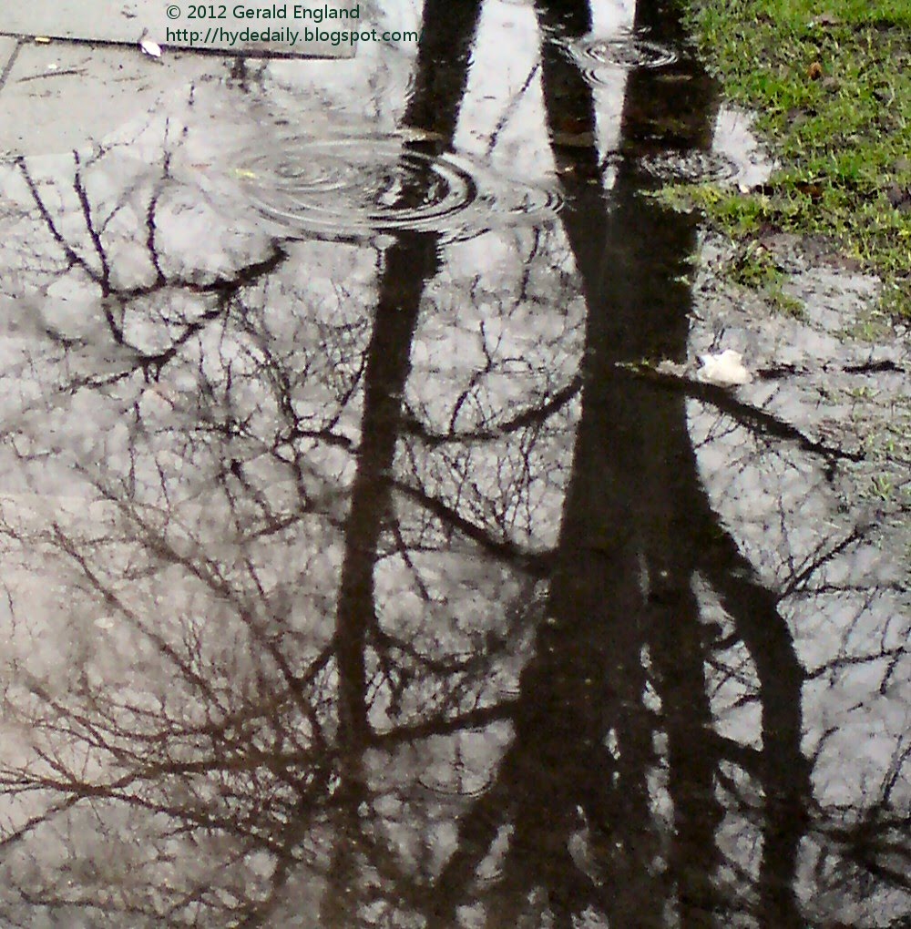 Hyde Daily Photo Volume 2 (2011-2015): Weekend Reflection: Tree in a puddle