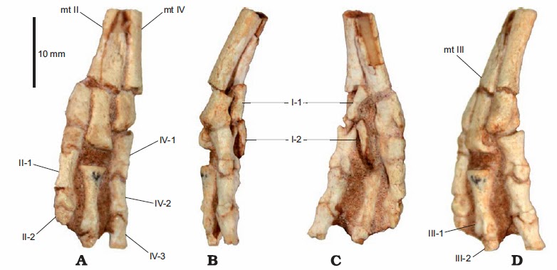 Sciency Thoughts: The foot of a small Alvarezsauroid Dinosaur from ...