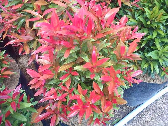 Bibit Tanaman Murah: Jual Pohon Pucuk Merah di Cirebon