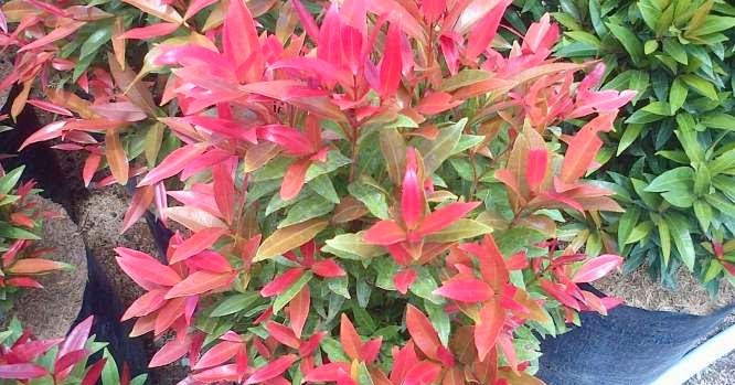 Bibit Tanaman Murah: Jual Pohon Pucuk Merah di Cirebon