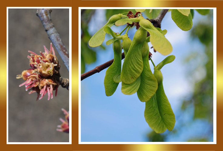 Guía del Plantabosques: LOS ARCES DEL ESTE DE NORTEAMÉRICA